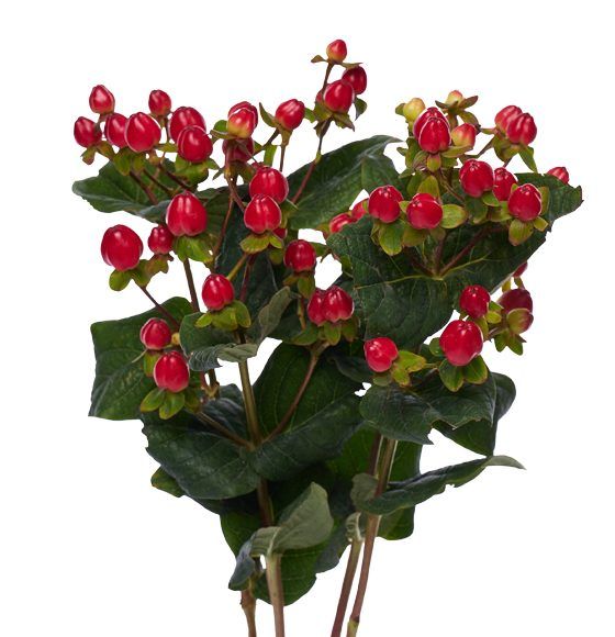 Hypericum Romance 60cm