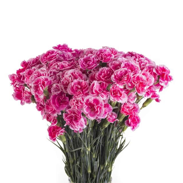 Mini Carnation - Scarlet Plus