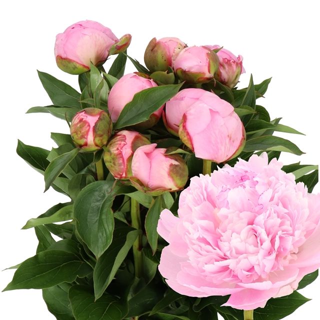 Peony Angel Cheeks -Light Pink 55cm