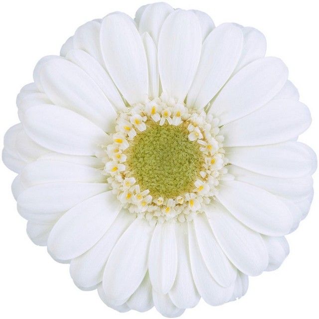 Gerbera - White 45cm