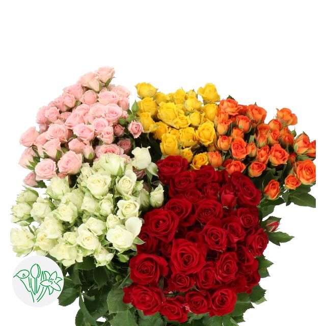 Spray Rose- Assorted 50cm