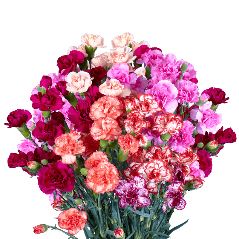 Mini Carnation 60cm - Assorted