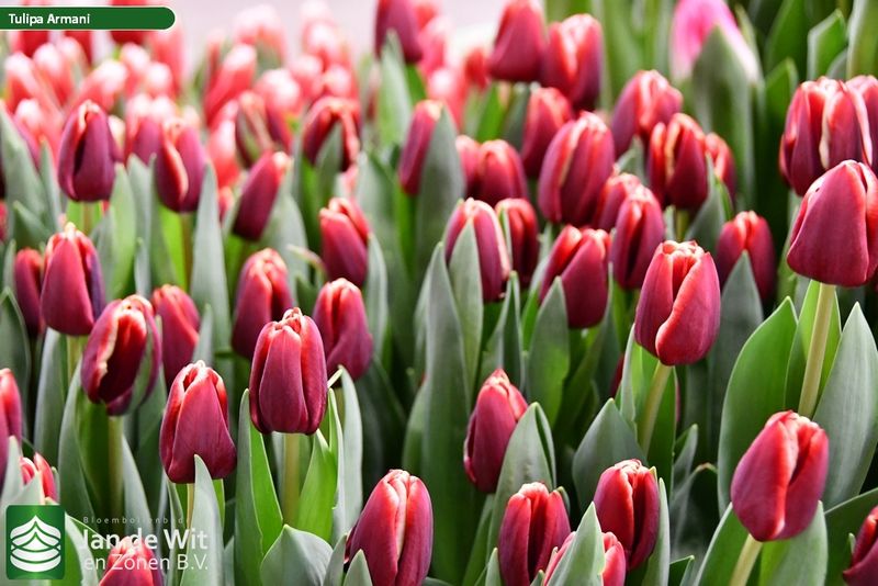 Tulip - Armani