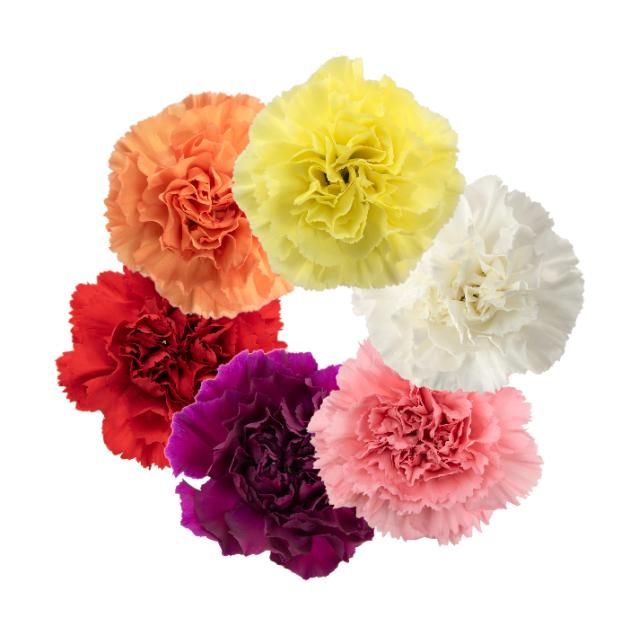 Large Carnations 60cm (Farm Selection)