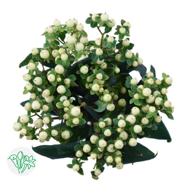 Hypericum Cool Romance 60cm