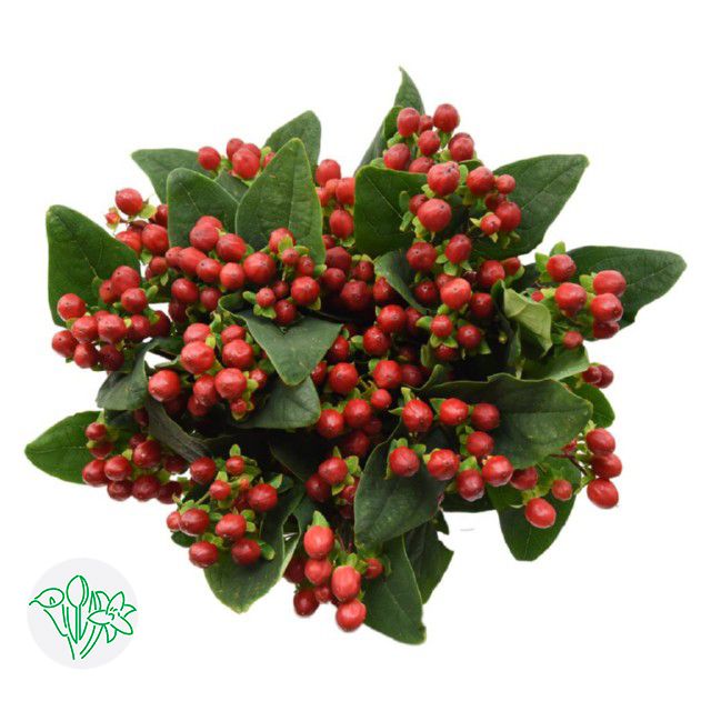 Hypericum True Romance 60cm