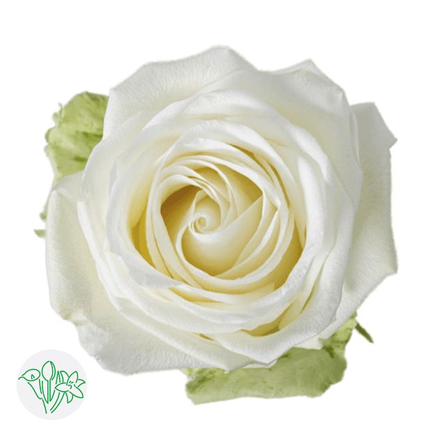 Rose- Alba 50cm
