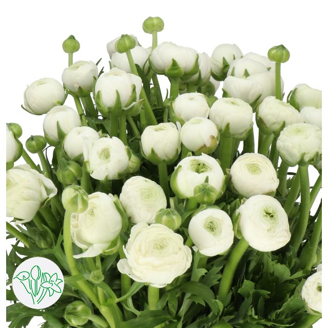 Ranunculus Aazur 45cm