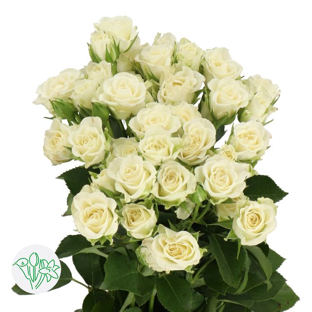 Spray Rose- Snowflake 50cm