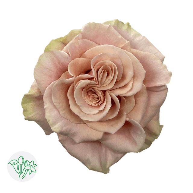 Garden Rose - Pheonix 50cm