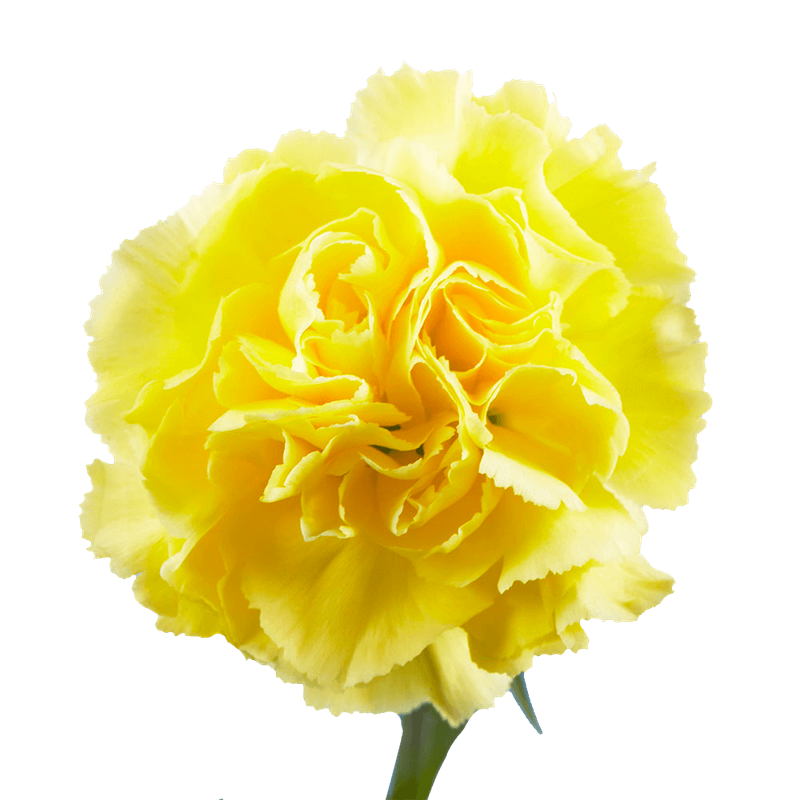 Large Carnation- Yellow