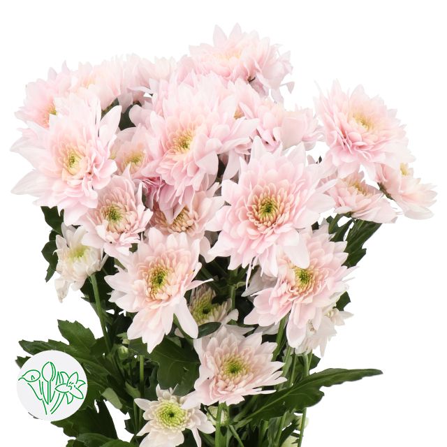 Chrysanthemum- Pastella Rose 70cm