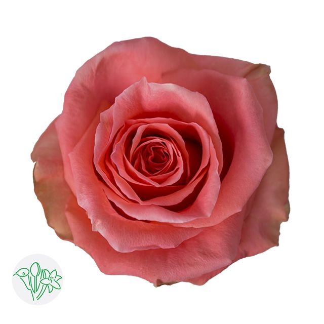 Rose - Amsterdam 50cm