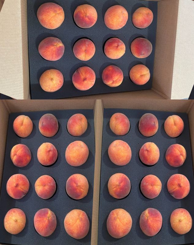 Palisade Peaches | Colorado Fresh Fruit Co.