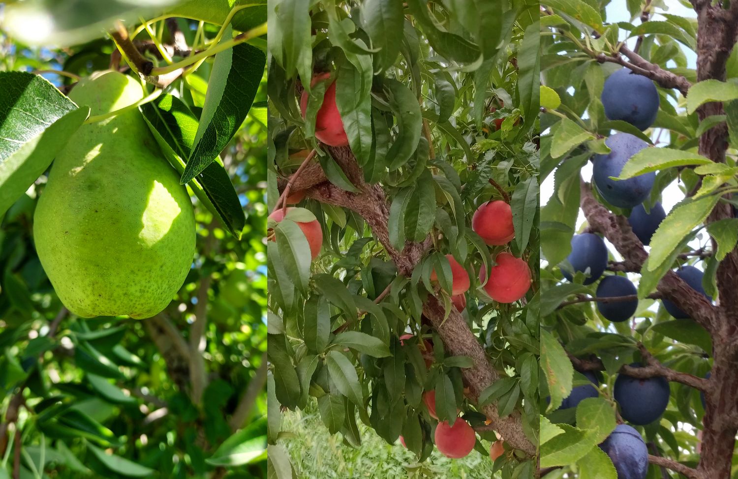 Fresh Fruit Boxes | Colorado Fresh Fruit Co.