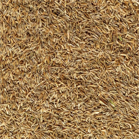 Grass Seed for Connecticut | Stratford CT | Shannon Landscape & Garden
