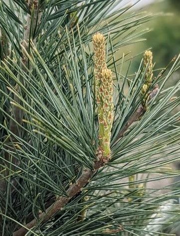 Pine- Pinus