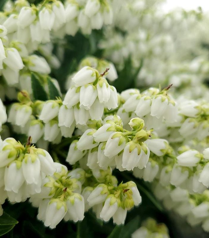 Andromeda- Pieris