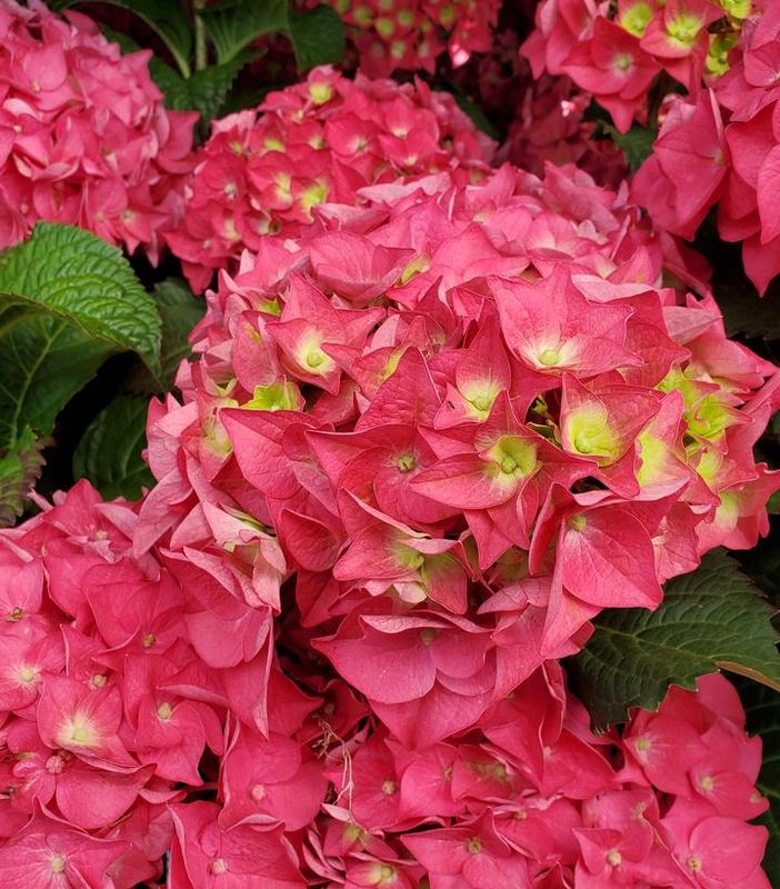 Hydrangeas