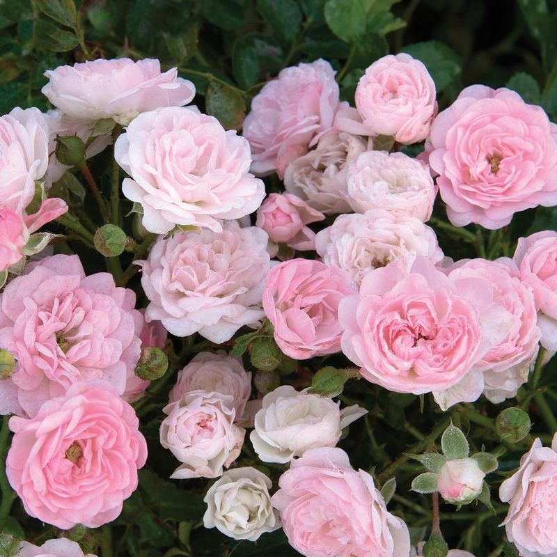 Flower Carpet Roses- Shrub