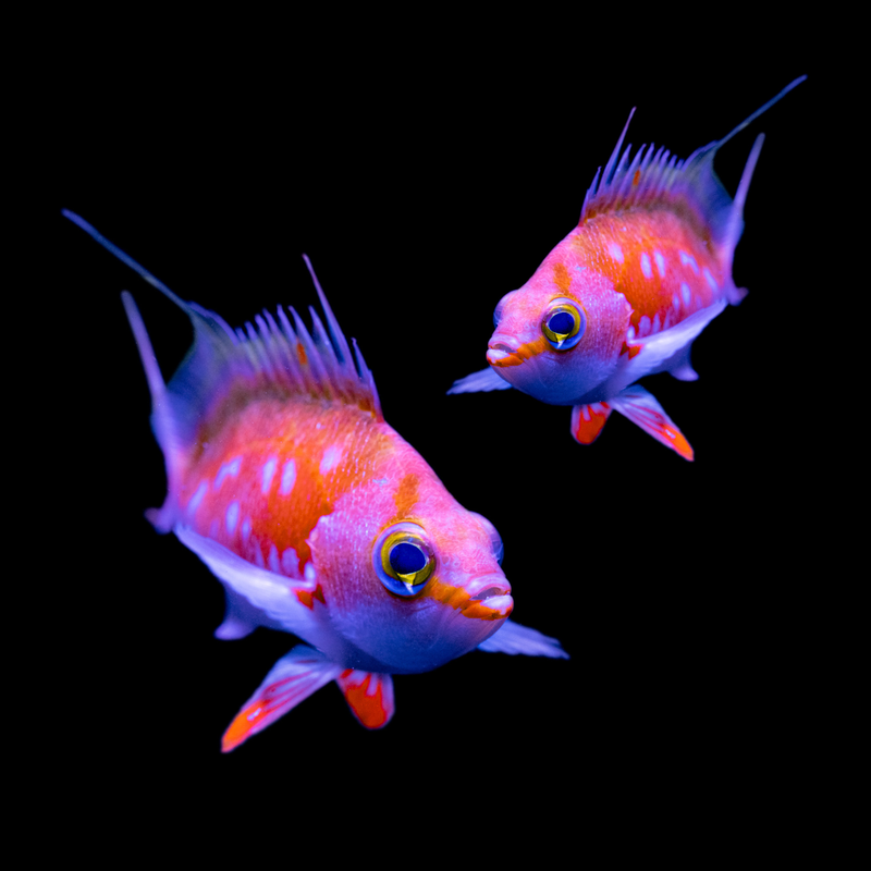 Anthias