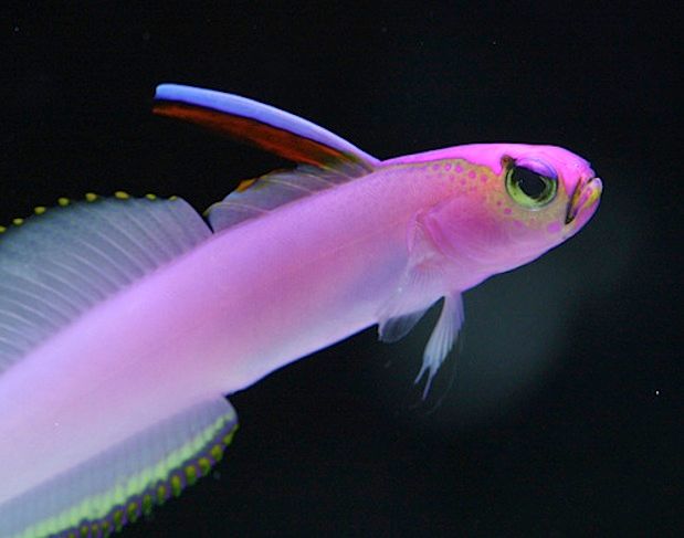Dartfish