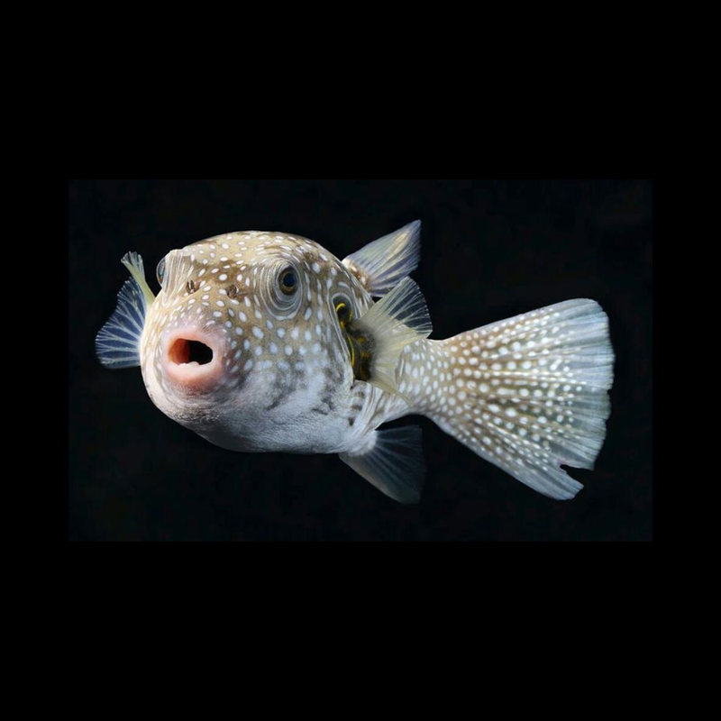 Pufferfish