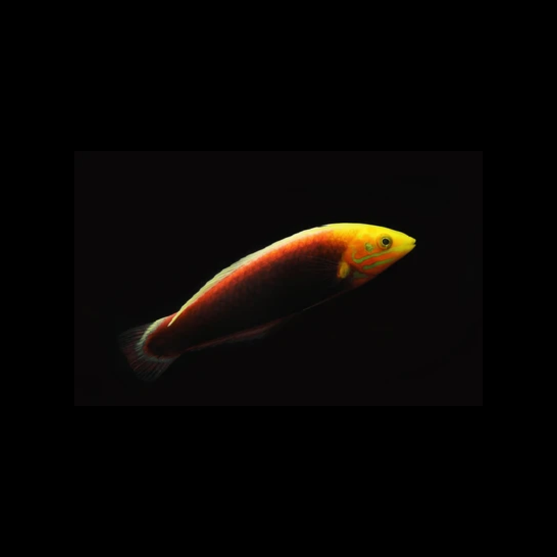 Radiant Wrasse - Africa (Halichoeres Iridis)