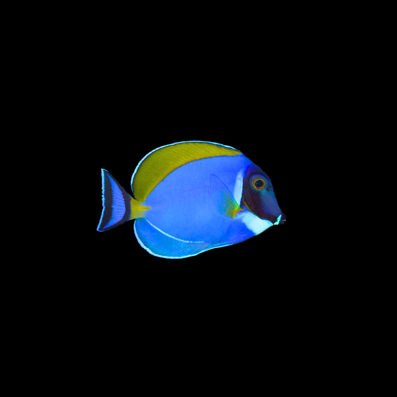 Powder Blue Tang - Maldive (Acanthurus Leucosternon)