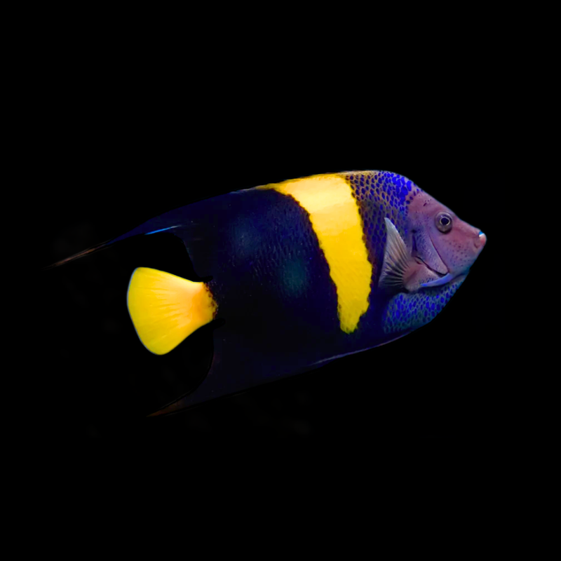 Asfur Angelfish - Red Sea (Pomacanthus Asfur)