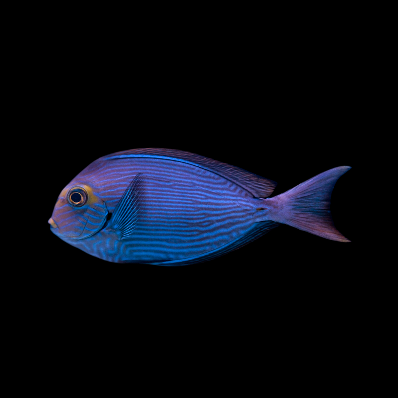 Mata Tang (Acanthurus mata)
