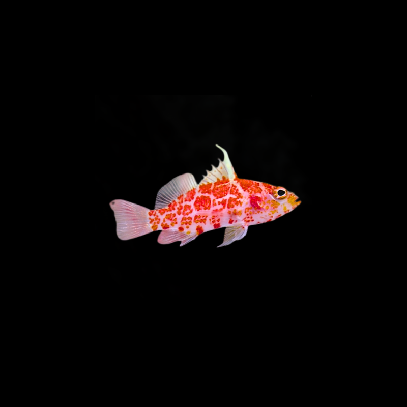 Geometric Pygmy Hawkfish (Plectranthias inermis)