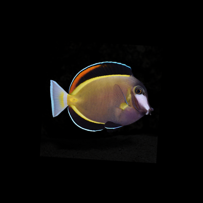 Powder Brown Tang (Acanthurus Japonicus)
