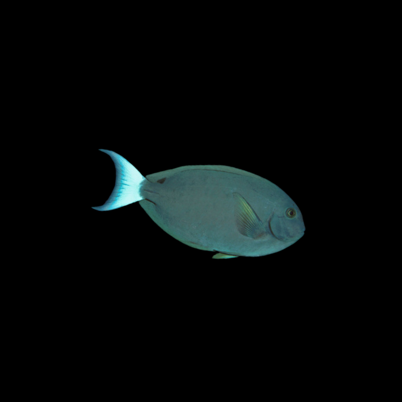 Thompsons Surgeon Fish (Acanthurus thompsoni)