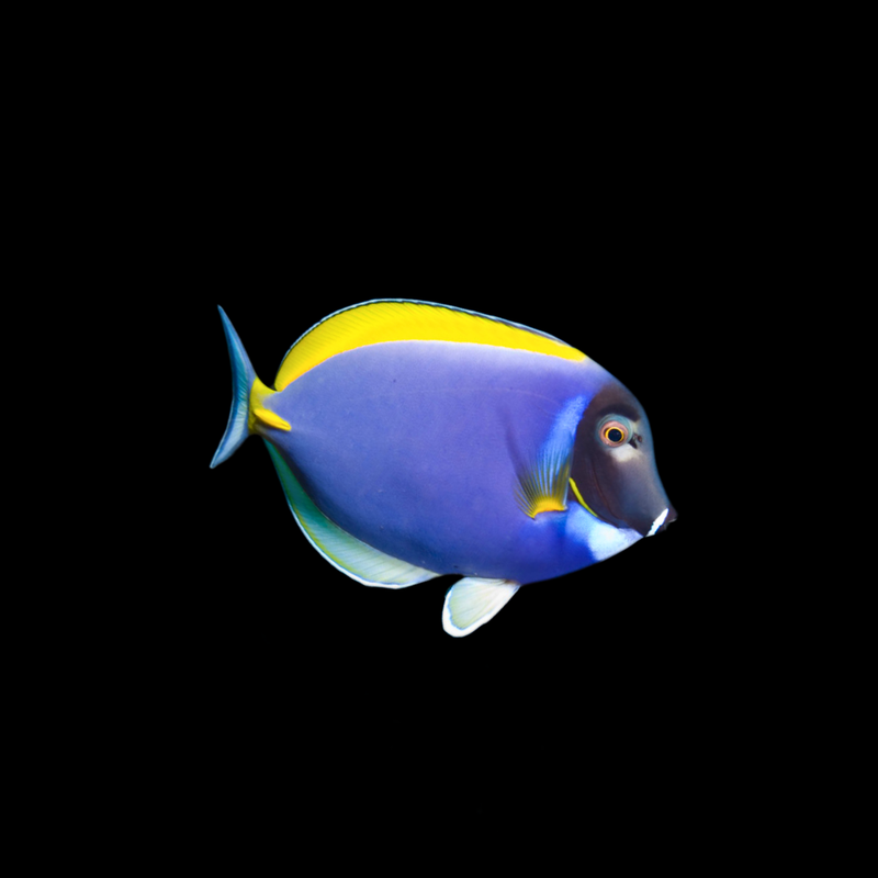Powder Blue Tang - Indonesia (Acanthurus Leucosternon)