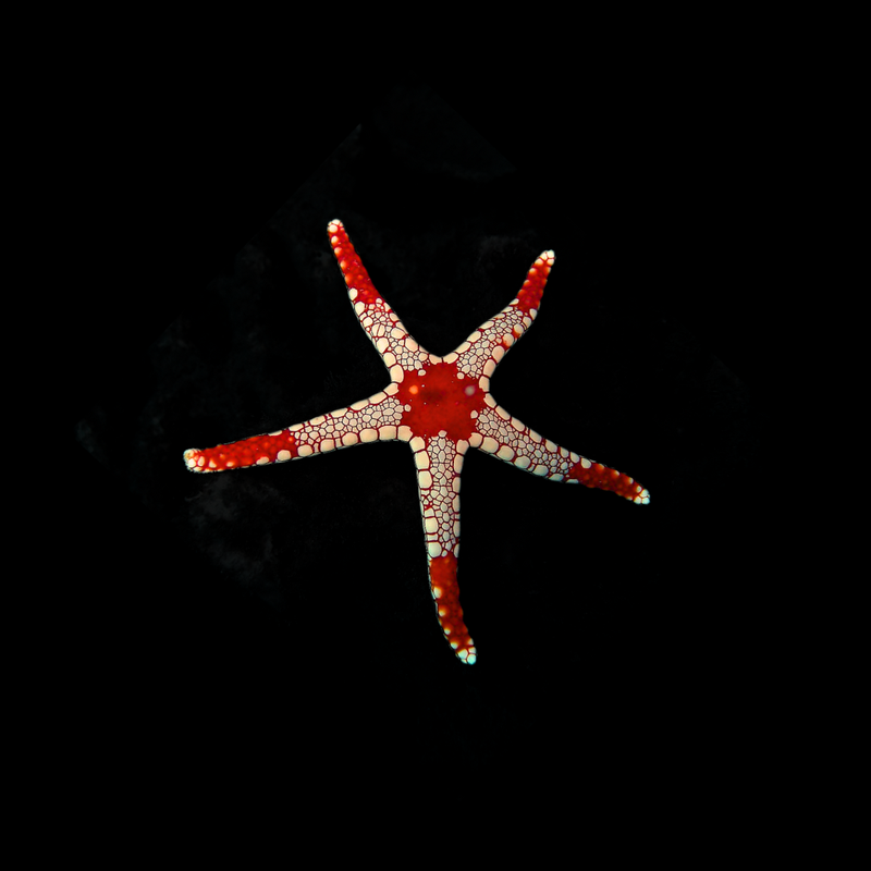 Tiled Starfish (Fromia Monilis)