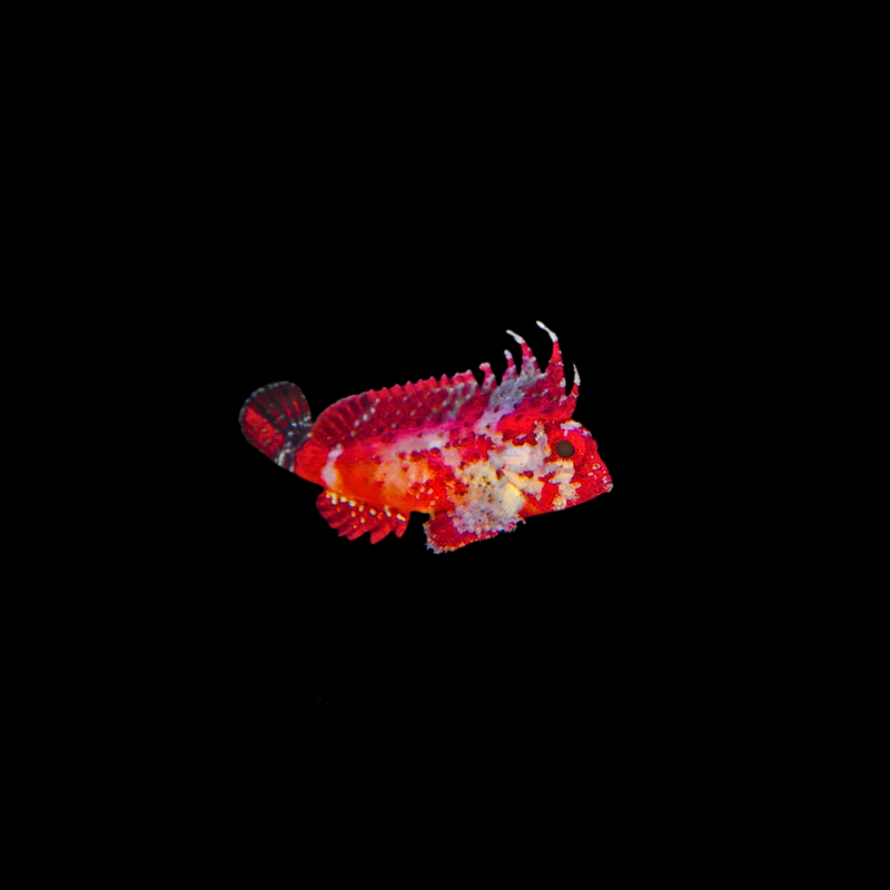 Pygmy Red Rooster Waspfish (Paracentropogon zonatus)