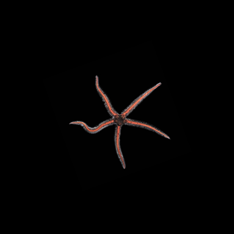 Chain Link Brittle Star (Ophiomastix annulosa)