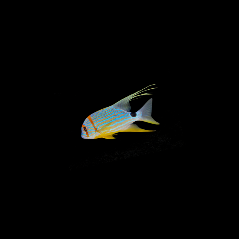 High-fin Snapper (Symphorichthys Spilurus)