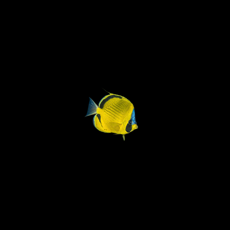 Semion Butterflyfish (Chaetodon Semion)