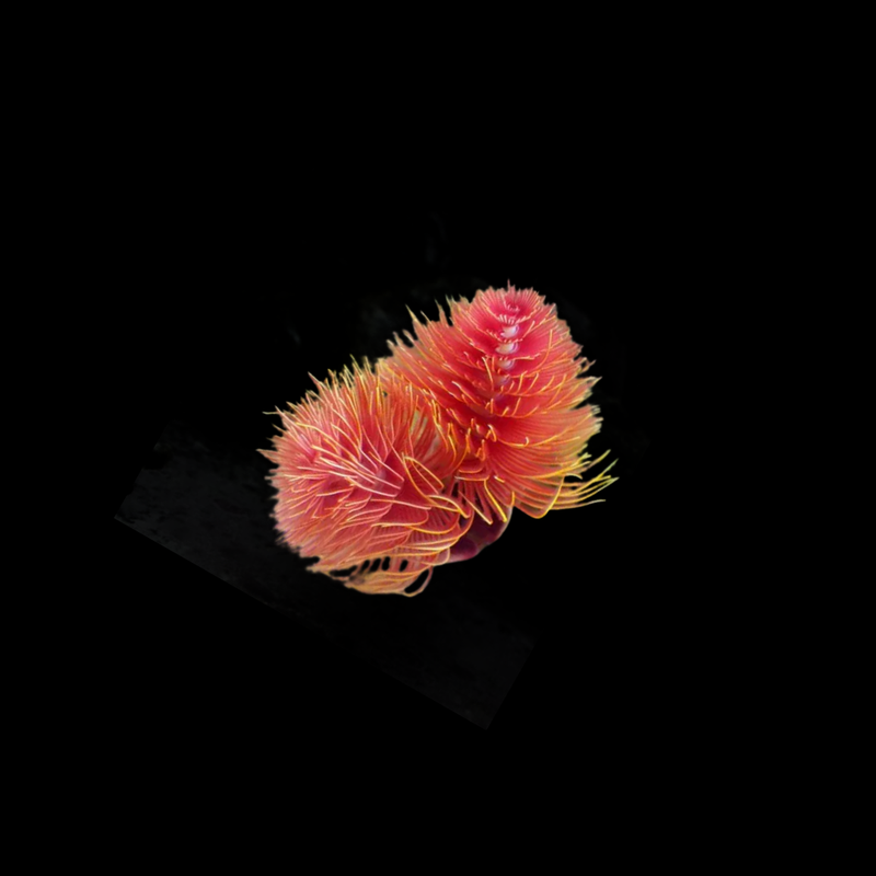 Red Coco Worm (Protula Bispiralis)