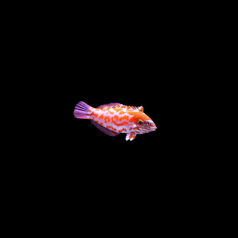 Choat's Red Leopard Wrasse (Macropharyngodon Choati)