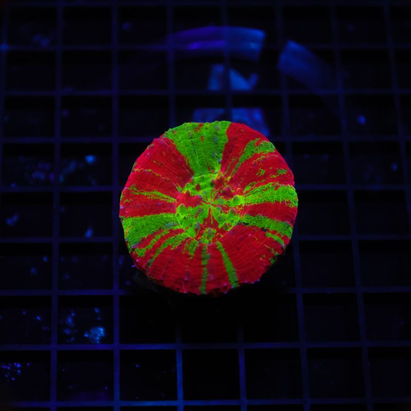 Ultra Reverse Bleeding Apple 1 (Scolymia Australis)