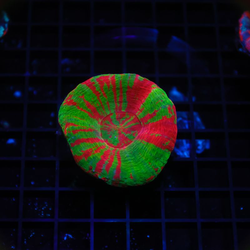 Reverse Bleeding Apple 3 (Scolymia Australis)