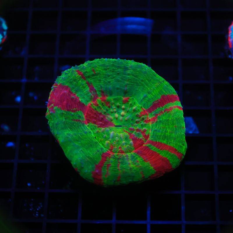 Reverse Bleeding Apple 2 (Scolymia Australis)