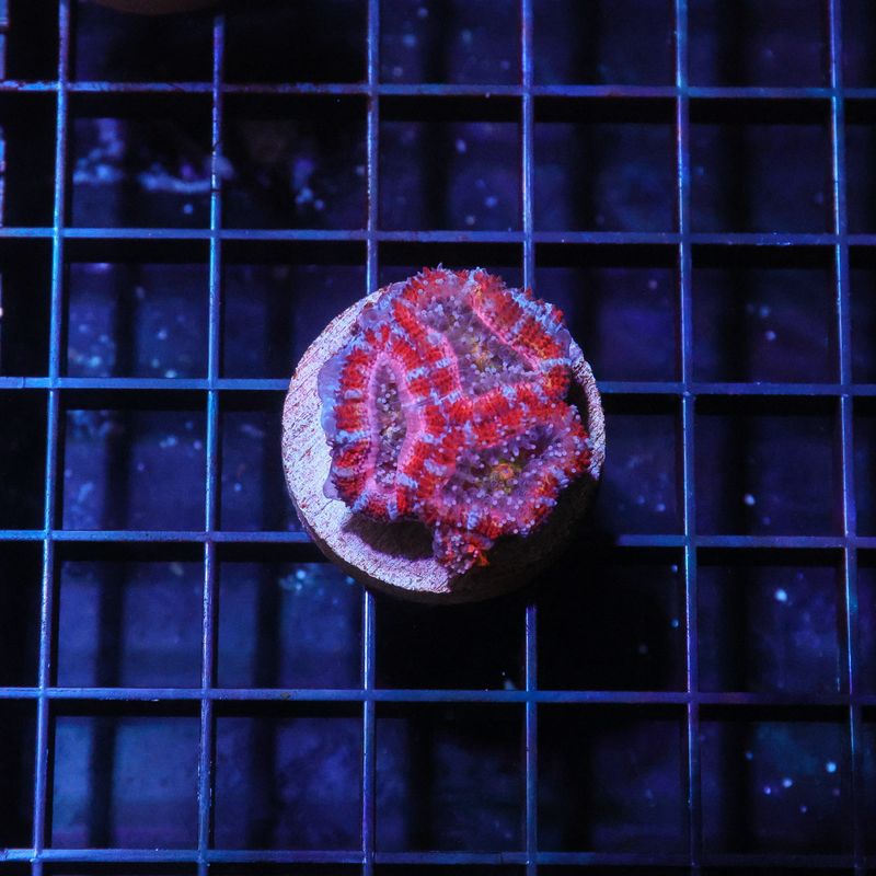 Ultra Acan 2 (Acan Lordhowensis)