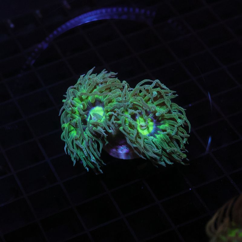 Aussie Branching Duncan Frag (3-5 Heads)