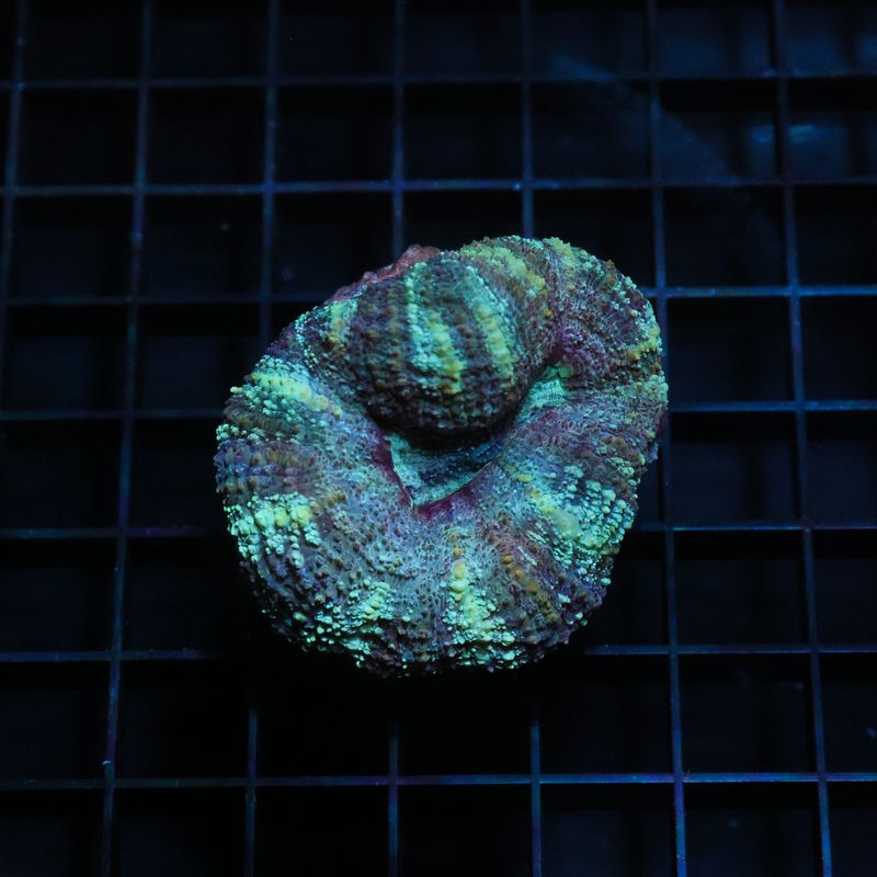 Ultra Button Scoly 1 (Acantastrea Maxima)