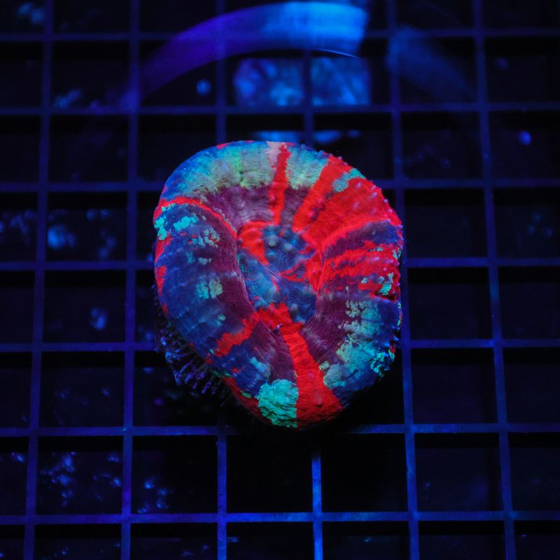 Ultra Master Scoly 1 (Scolymia Australis)