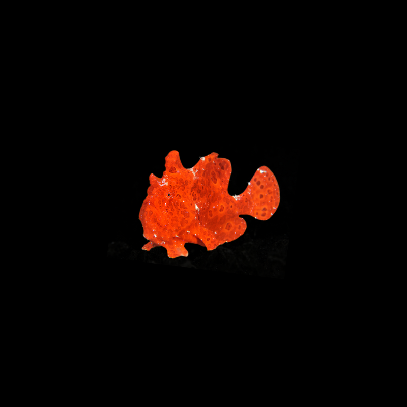 Red Angler Fish (Antennaris Pictus)